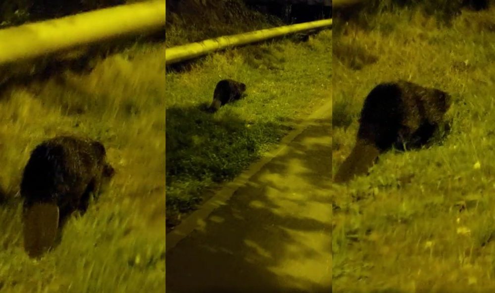 Castor cât un câine, la promenadă prin Cluj-Napoca. Podul Răsăritului ...