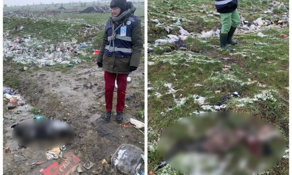 Imagini oribile la Pata Rât. Câini în putrefacție printre tone de ...